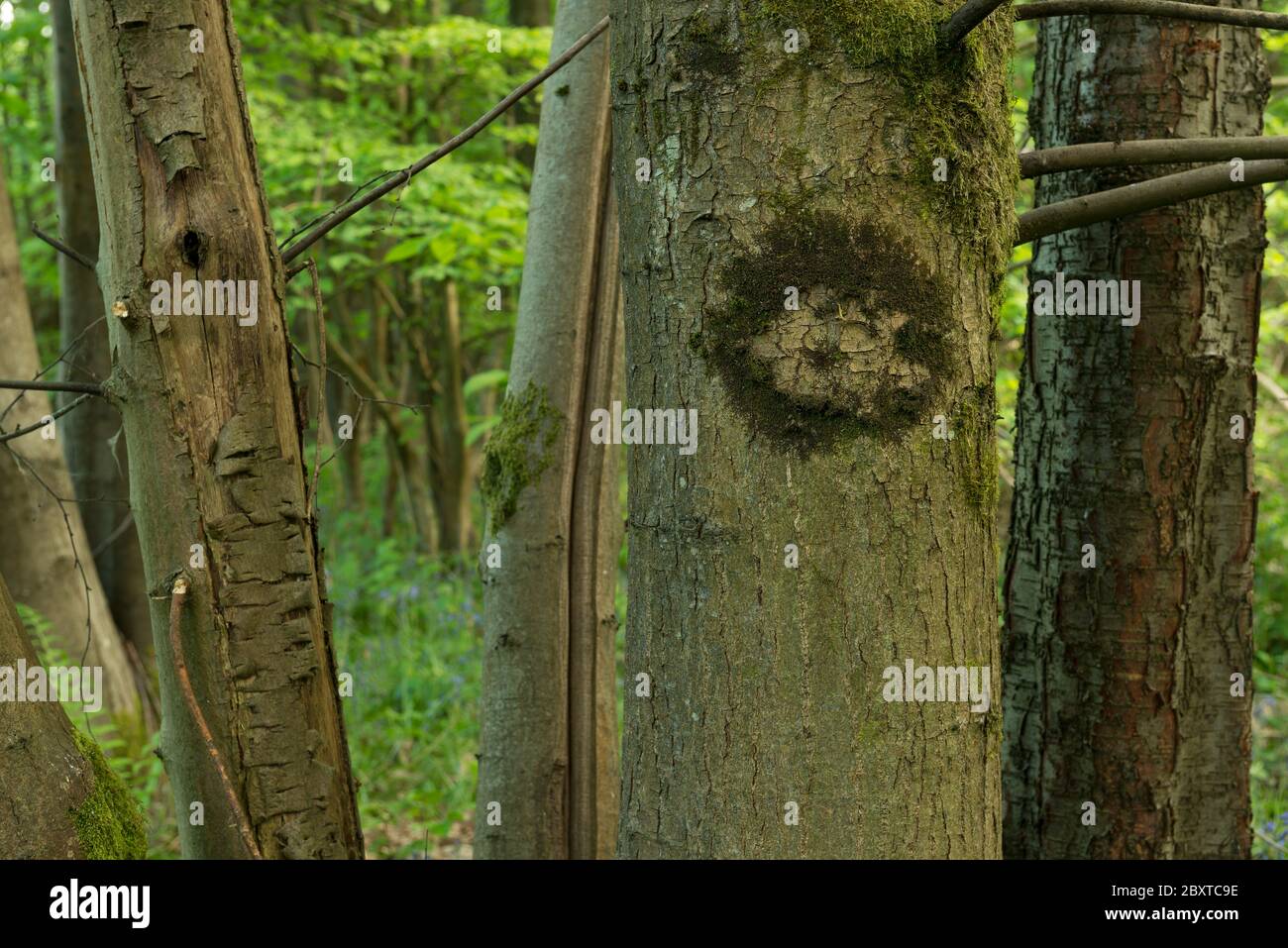 Common beech tree Fagus sylvatica, pollarded woodland now abandoned ...