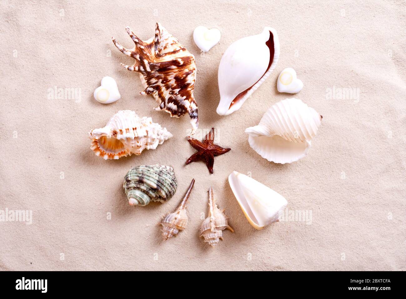 seashells in sand Stock Photo - Alamy