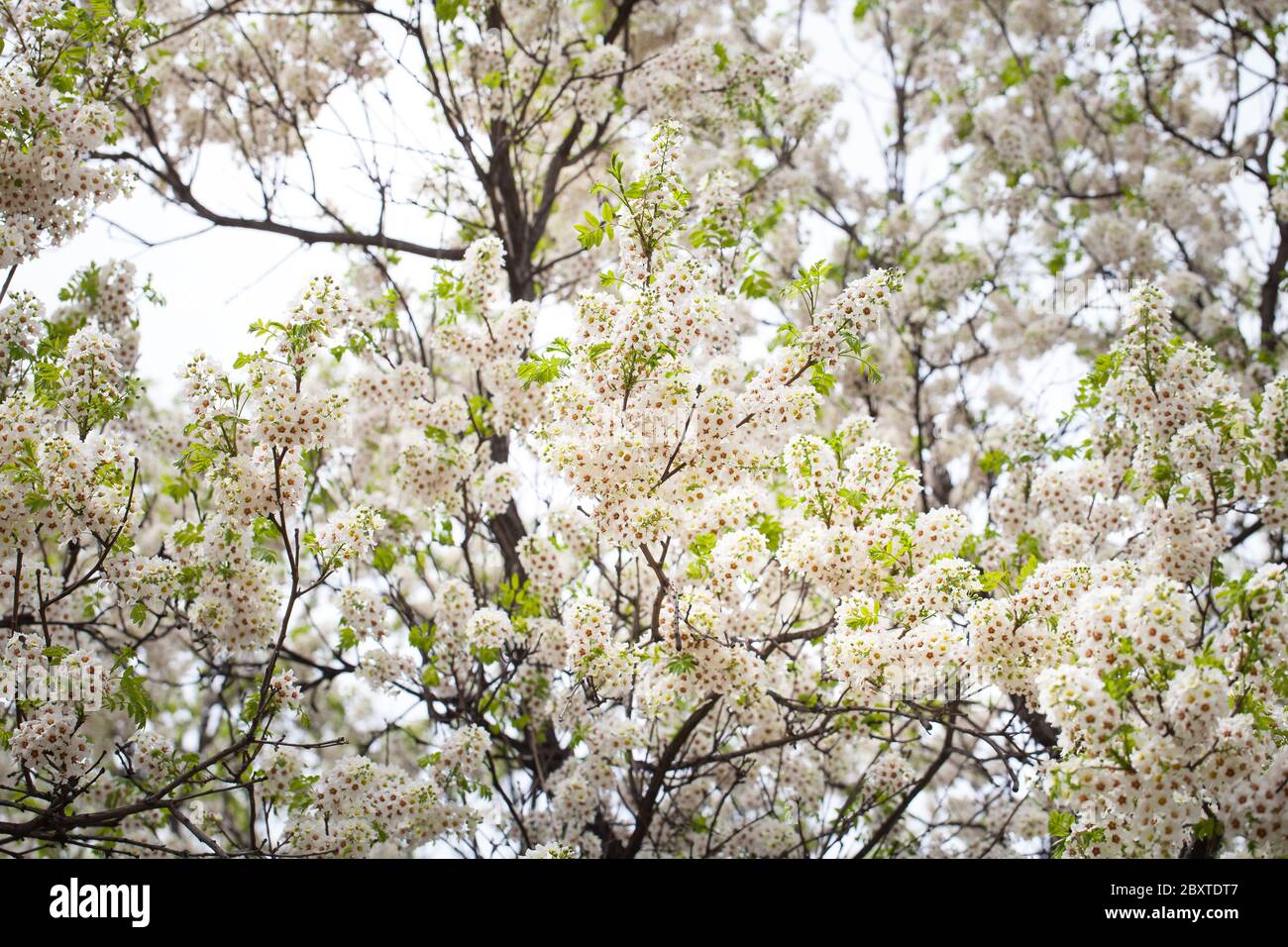 Beijing / China - March : Blossoming tree in a park around Temple of ...