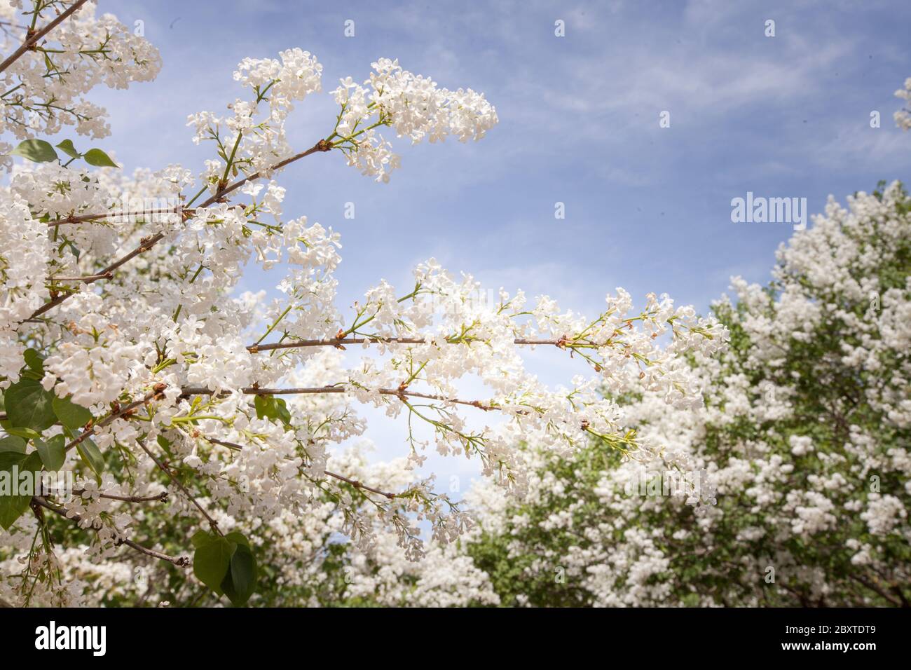 Tree Of Heaven China High Resolution Stock Photography and Images - Alamy