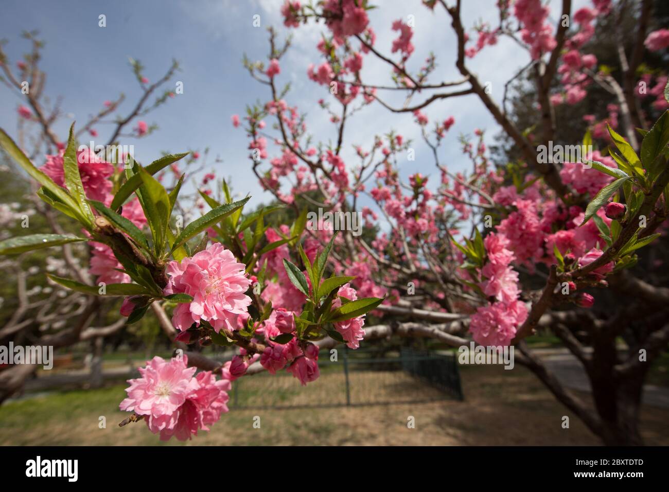 Beijing / China - March : Blossoming tree in a park around Temple of ...