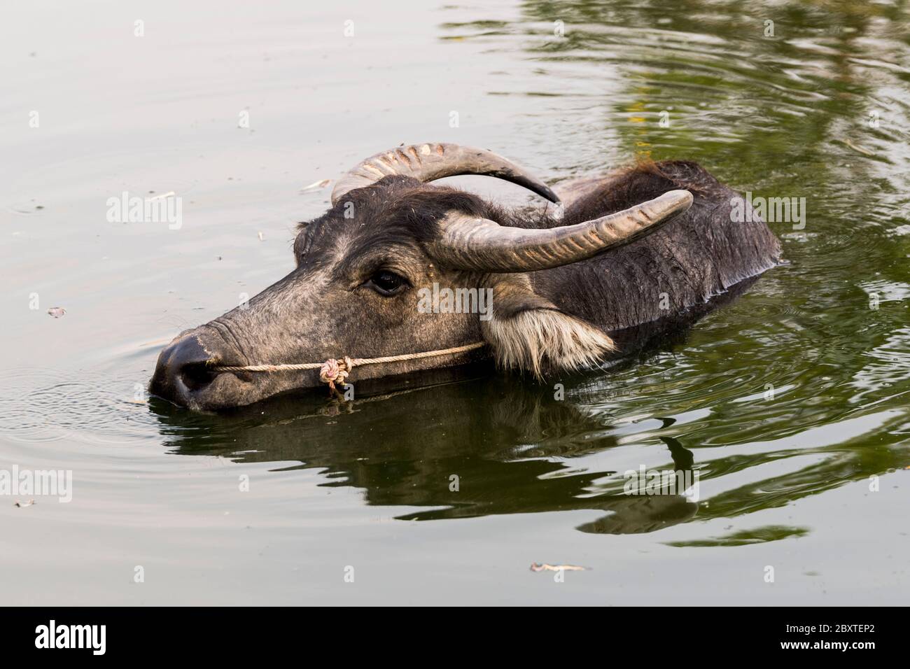 Domestic bull swimming in hi-res stock photography and images - Alamy