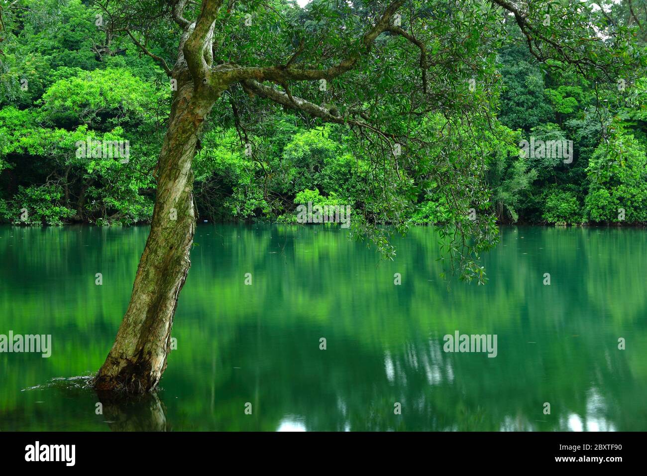 tree on water Stock Photo - Alamy