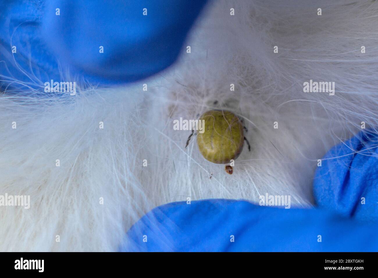 Close-up of a parasite on the skin of a pet. The veterinarian removes ...