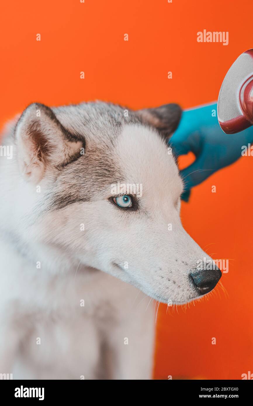 Long hair husky puppy hi-res stock photography and images - Alamy