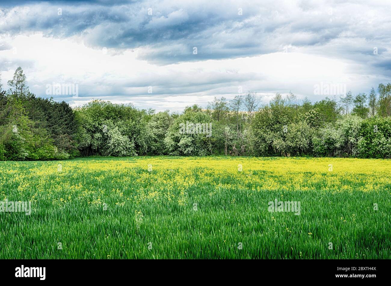 Blooming field in spring natural beauty landscape Stock Photo - Alamy