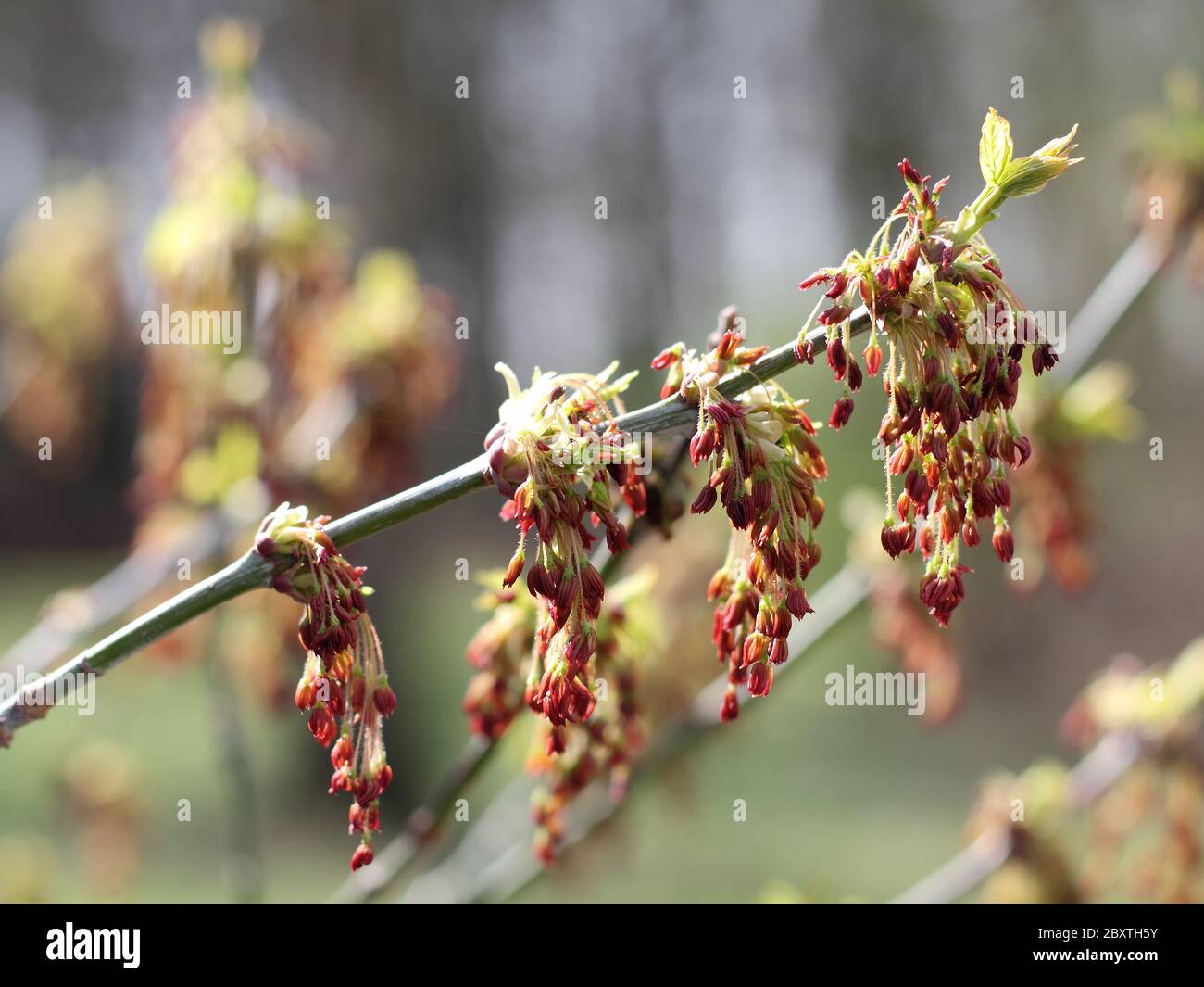 Flower of the Maple Ash, Acer negundo, close-up photo Stock Photo - Alamy