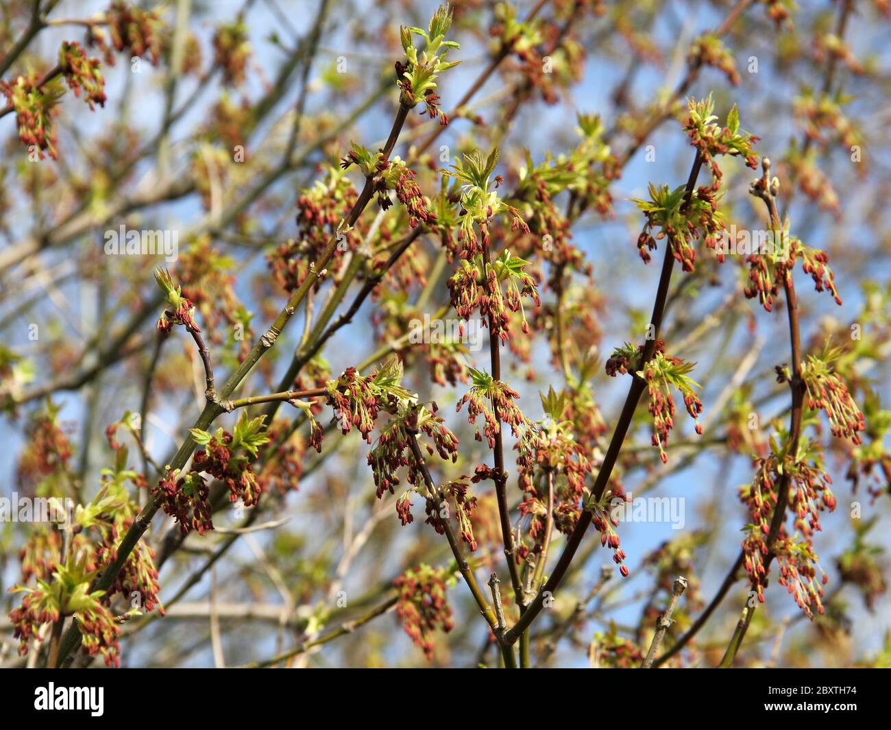 Flowering branches of the Maple Ash, Acer negundo Stock Photo - Alamy