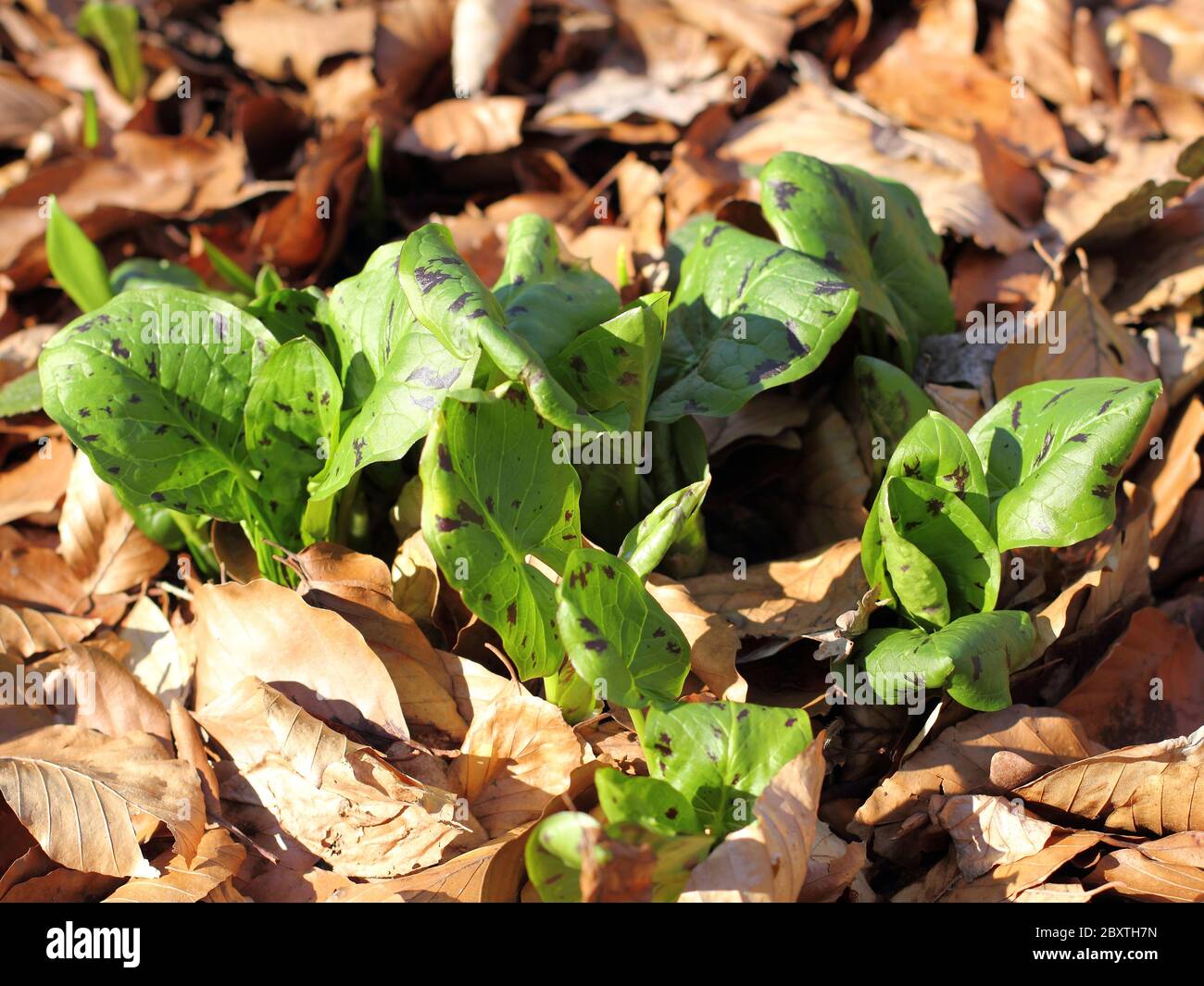 Arum maculatum winter hi-res stock photography and images - Alamy