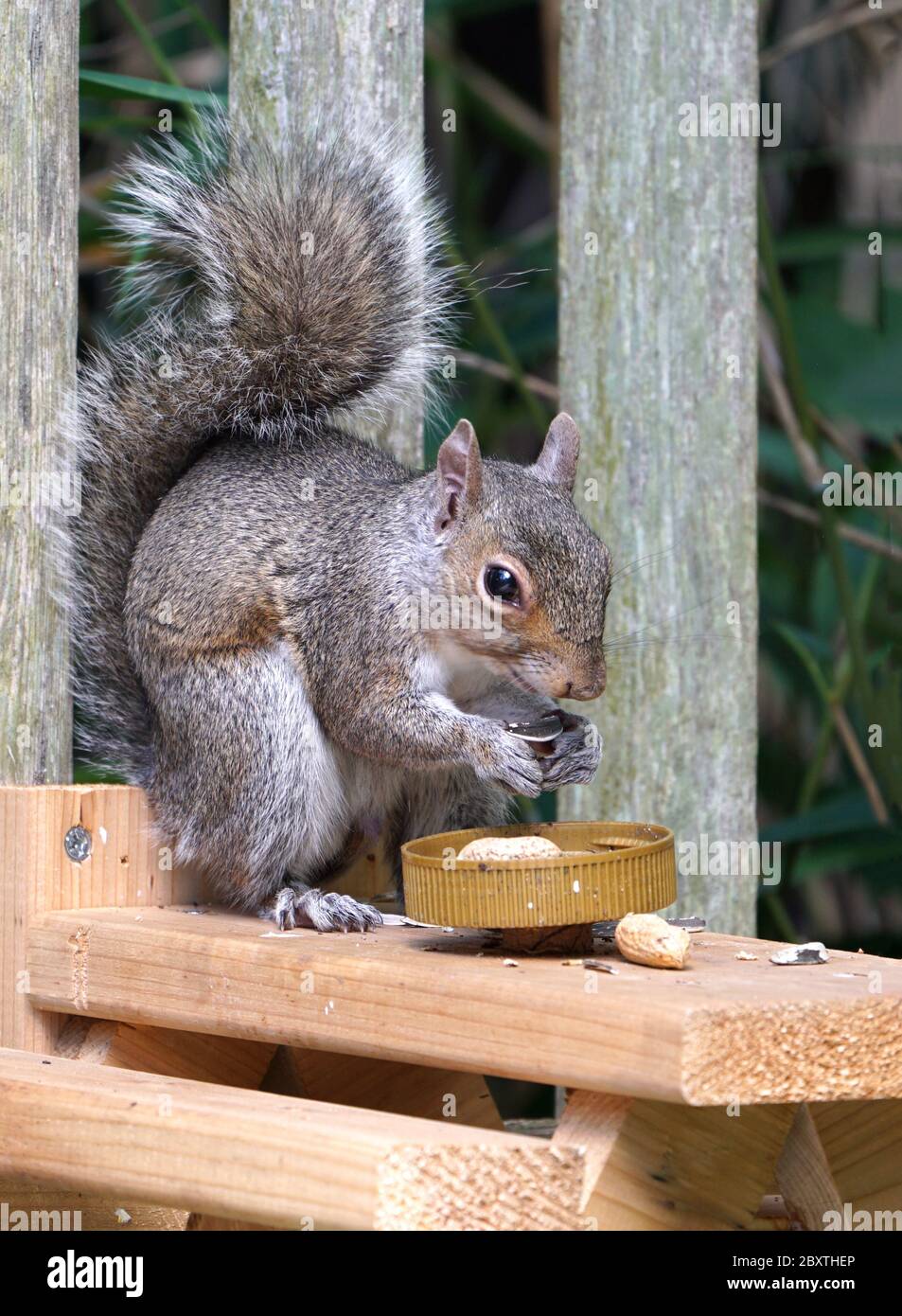 A gray squirrel eating at a backyard wooden picnic table for squirrels ...