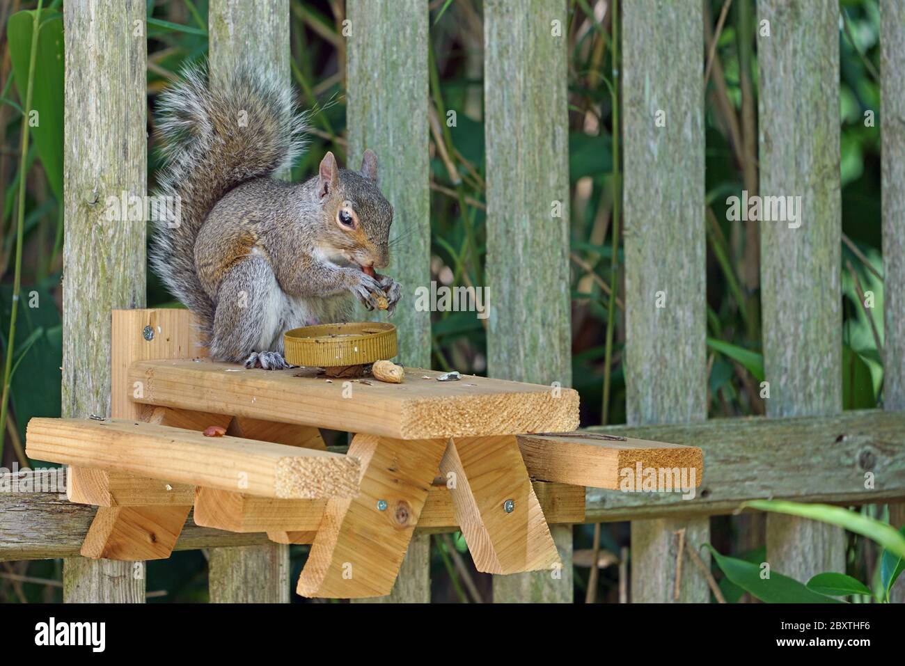 A gray squirrel eating at a backyard wooden picnic table for squirrels ...