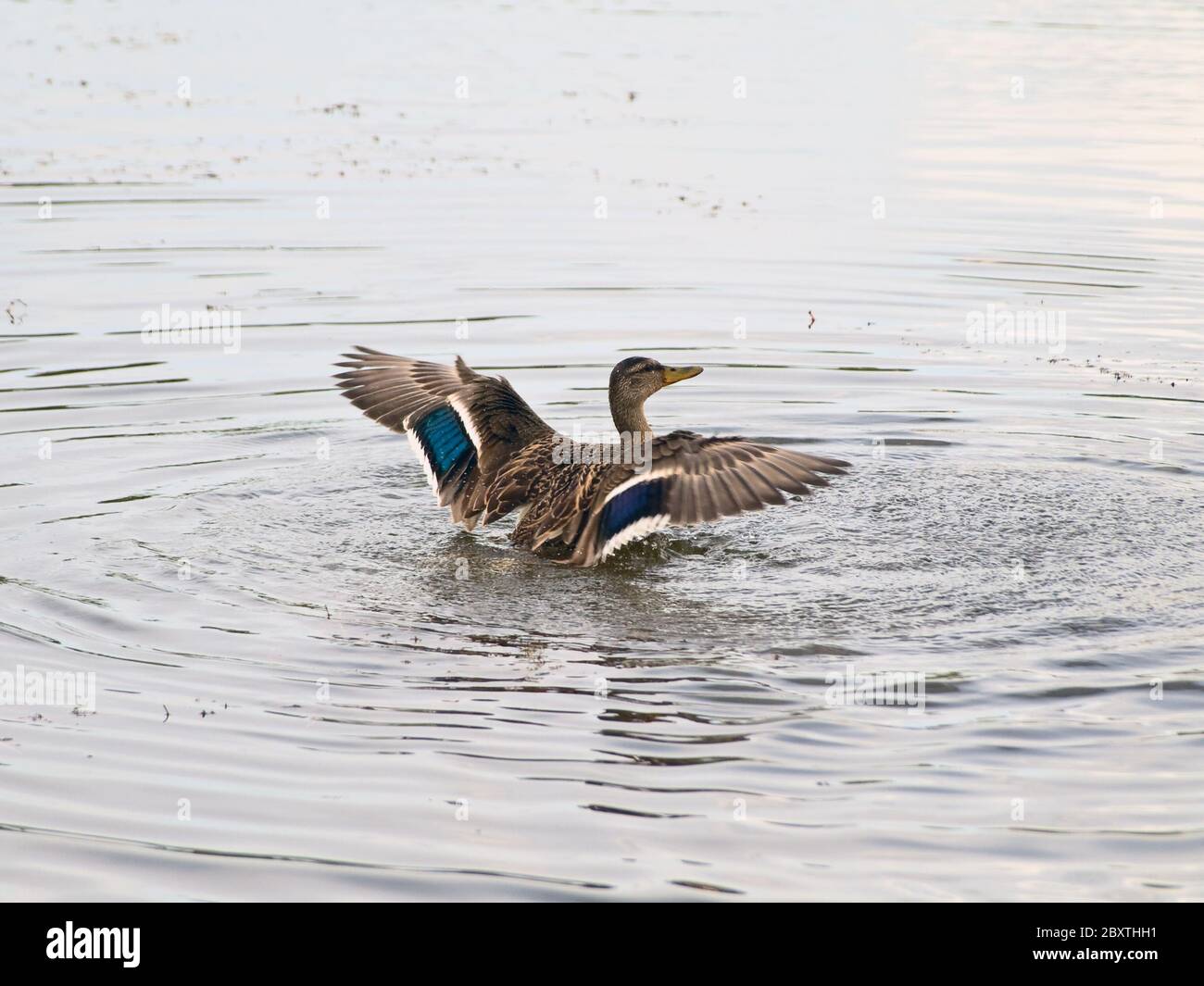 flying up duck Stock Photo - Alamy