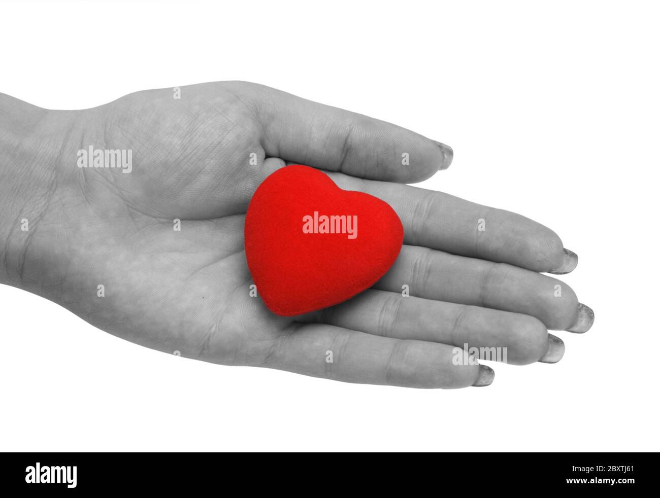 Heart of palm hi-res stock photography and images - Alamy