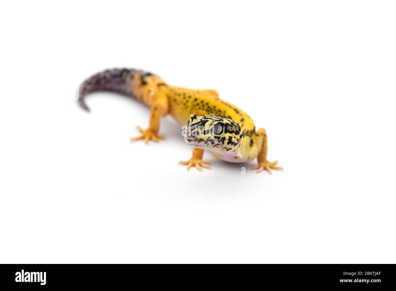 The common leopard gecko isolated on white background Stock Photo - Alamy