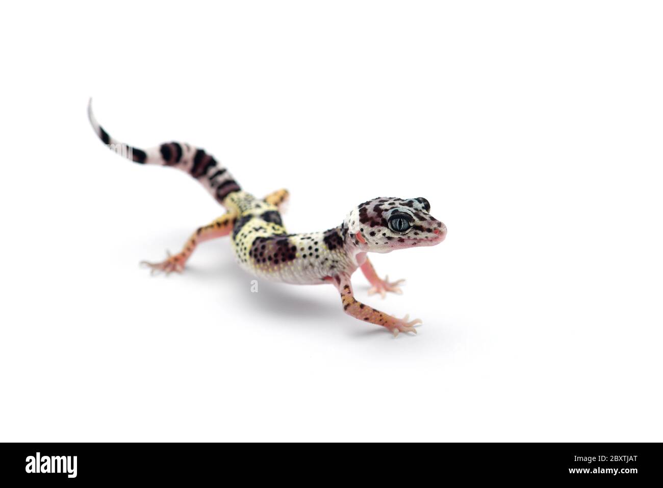 Common leopard gecko hi-res stock photography and images - Alamy