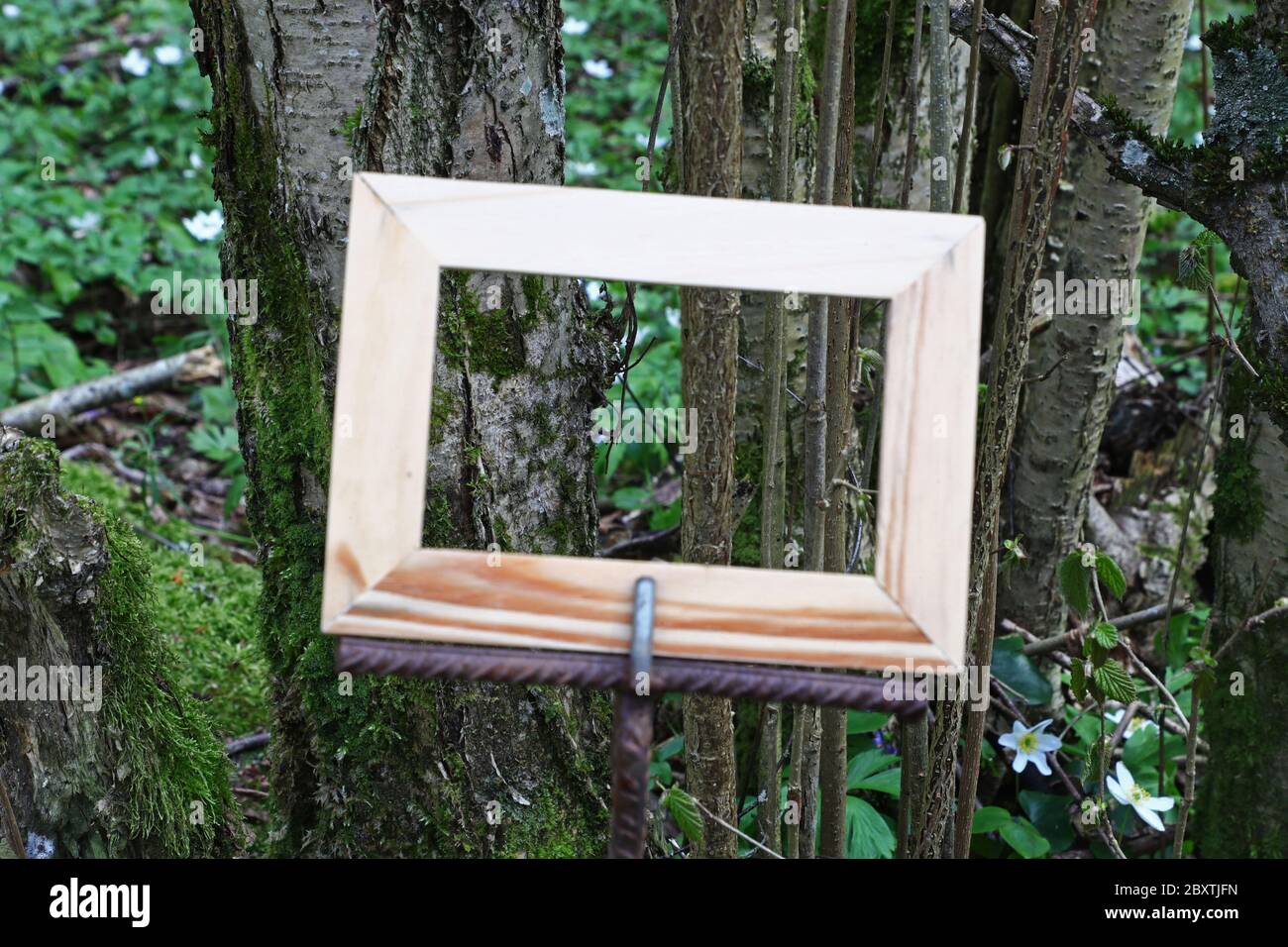 Skänninge, Sweden 20200502 A frame and various trees at the art ...