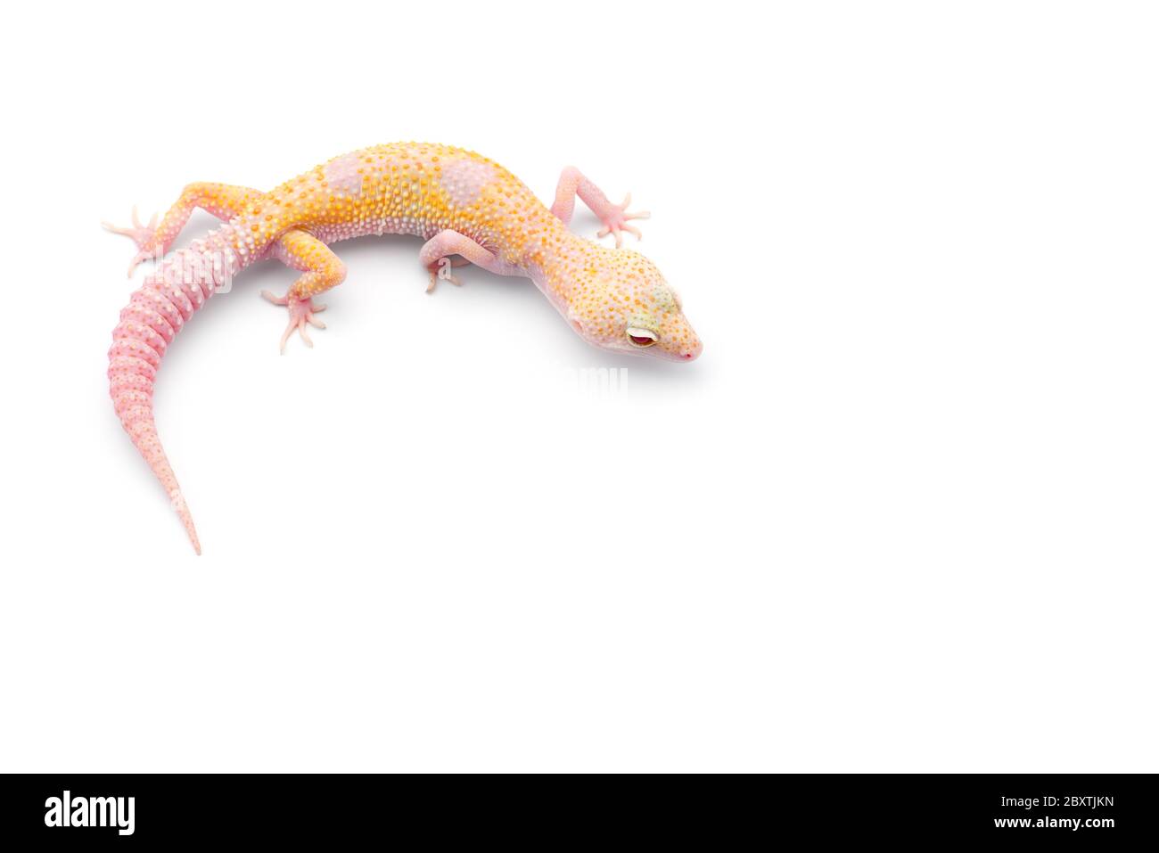 The common leopard gecko isolated on white background Stock Photo - Alamy