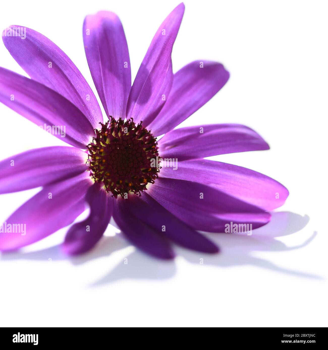 Senetti hi-res stock photography and images - Alamy