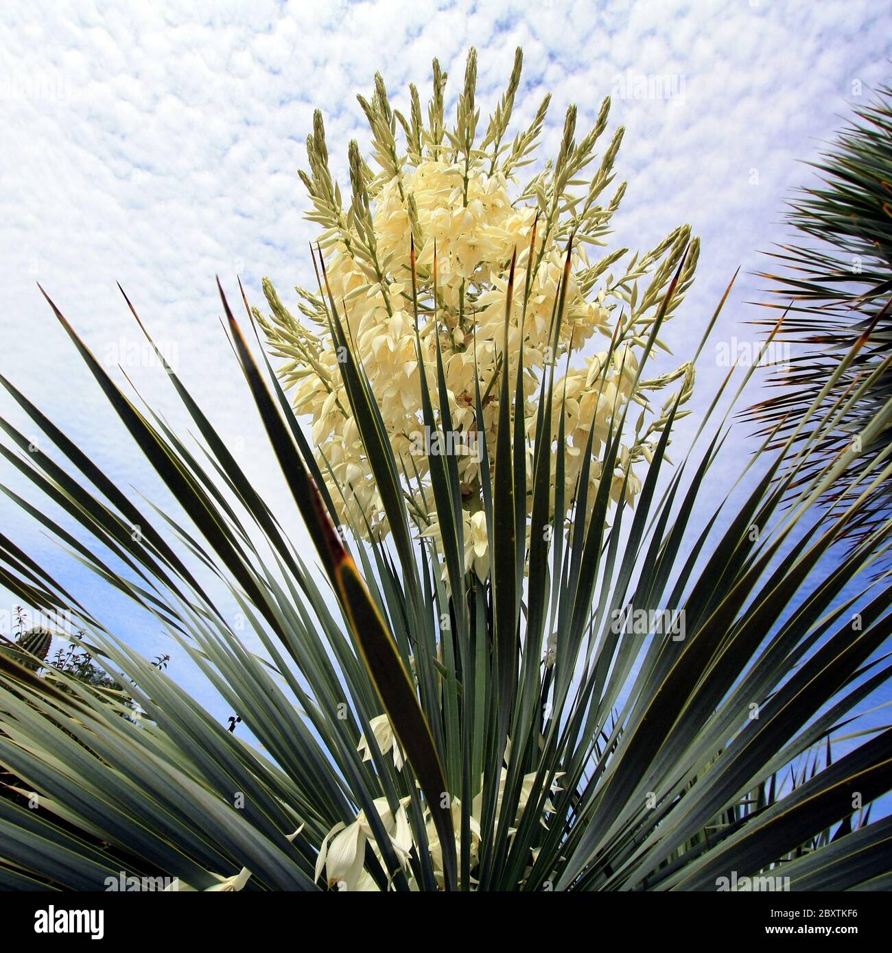 great white cactus blossom Stock Photo - Alamy