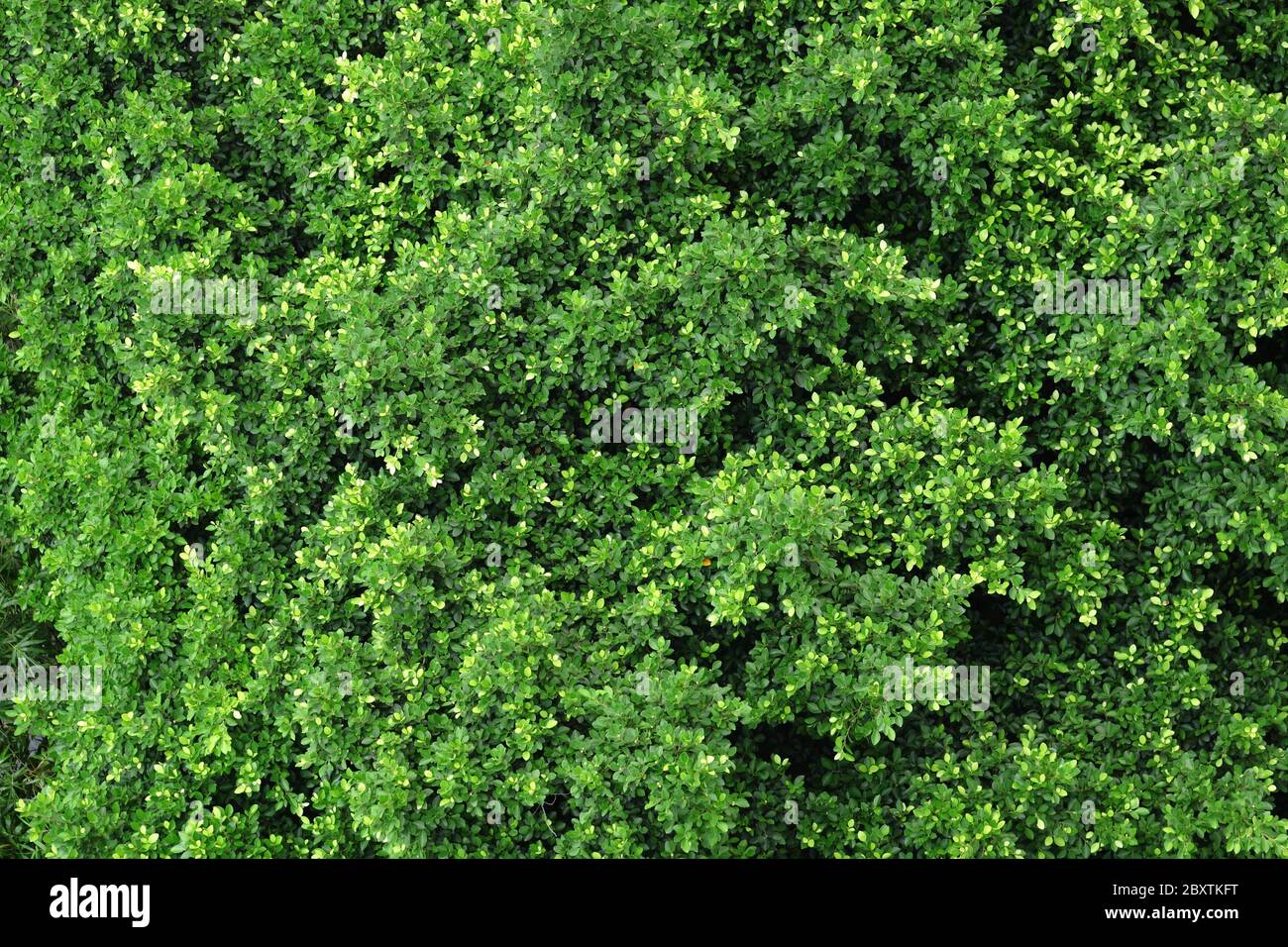 forest view from high Stock Photo - Alamy