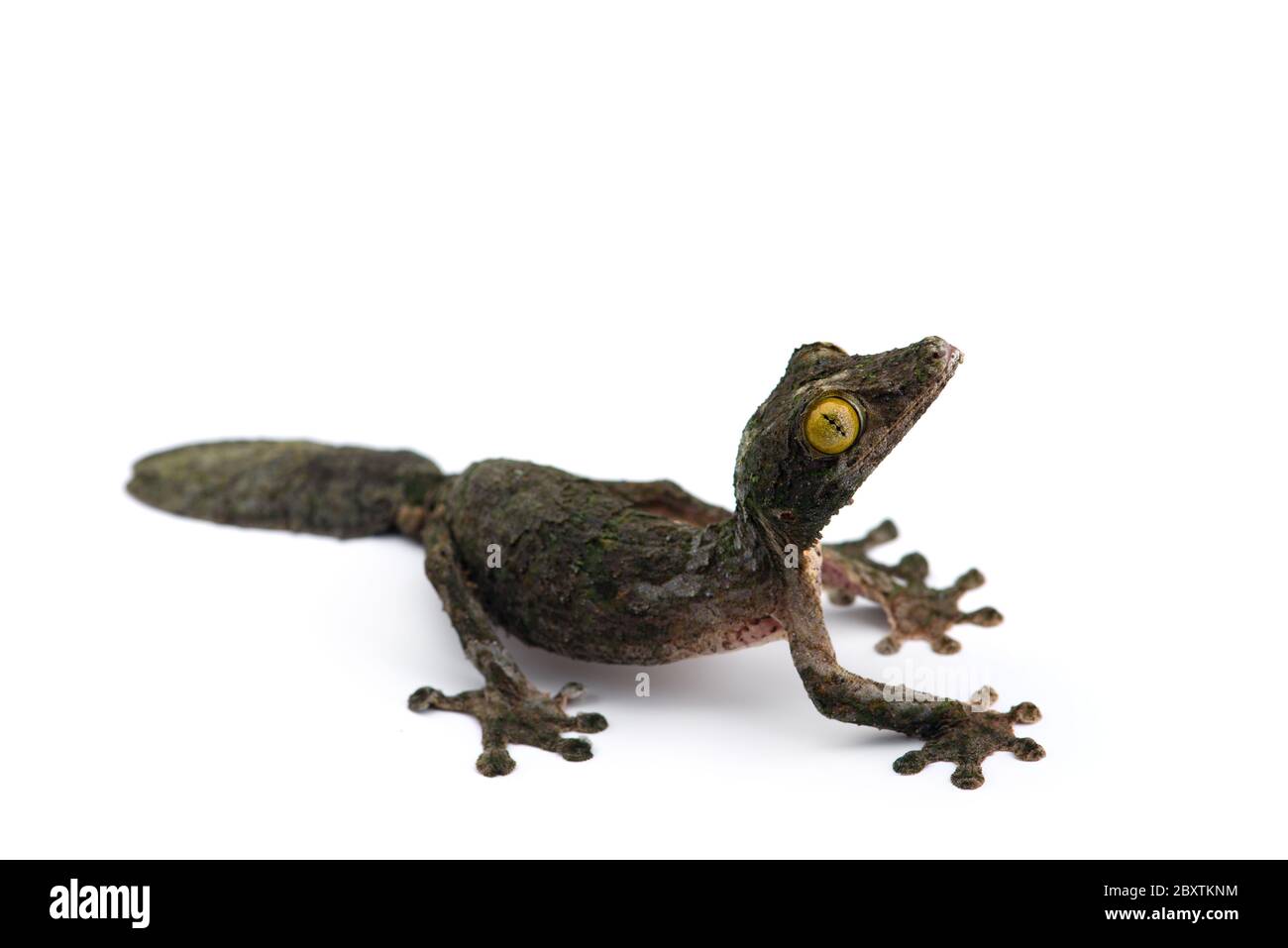 Mossy Leaf-tailed Gecko isolated on white bacground Stock Photo - Alamy