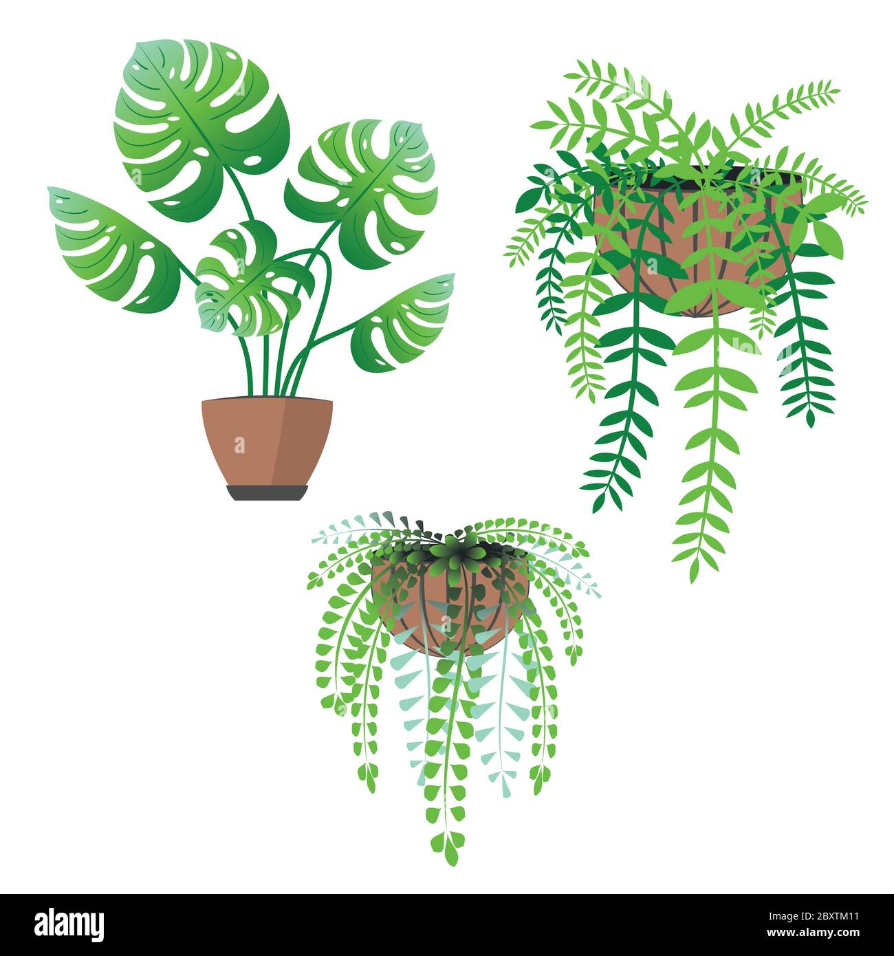 Collection of house plants abstract illustration on white background ...