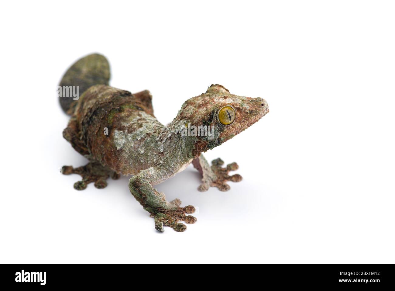 Mossy Leaf-tailed Gecko isolated on white bacground Stock Photo - Alamy