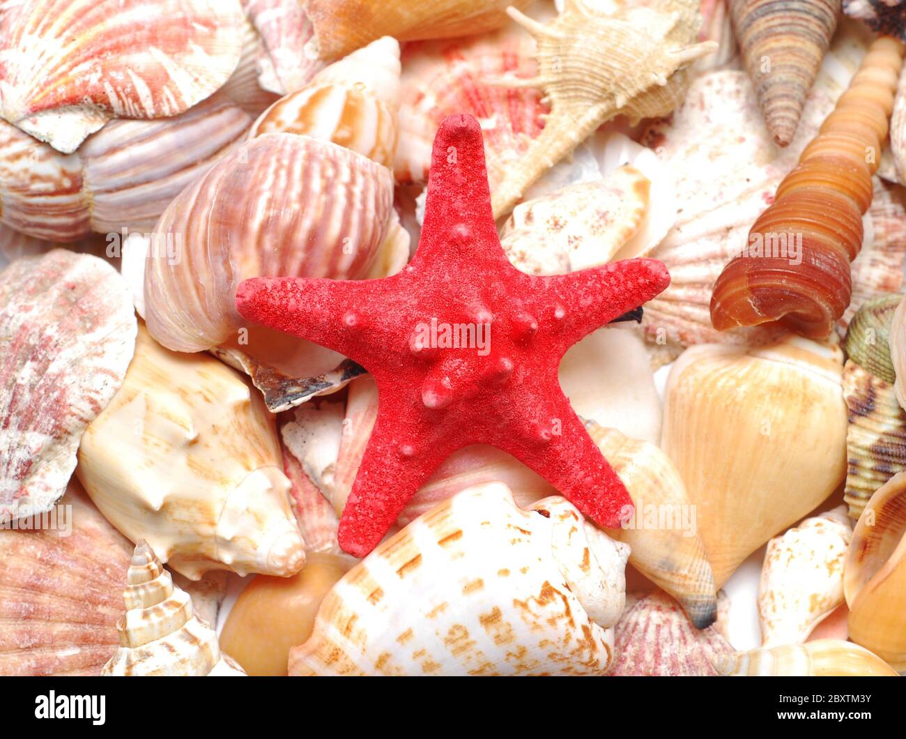 starfish and seashells Stock Photo - Alamy
