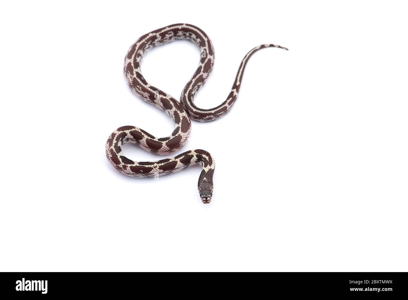 Coral snake isolated Cut Out Stock Images & Pictures - Alamy