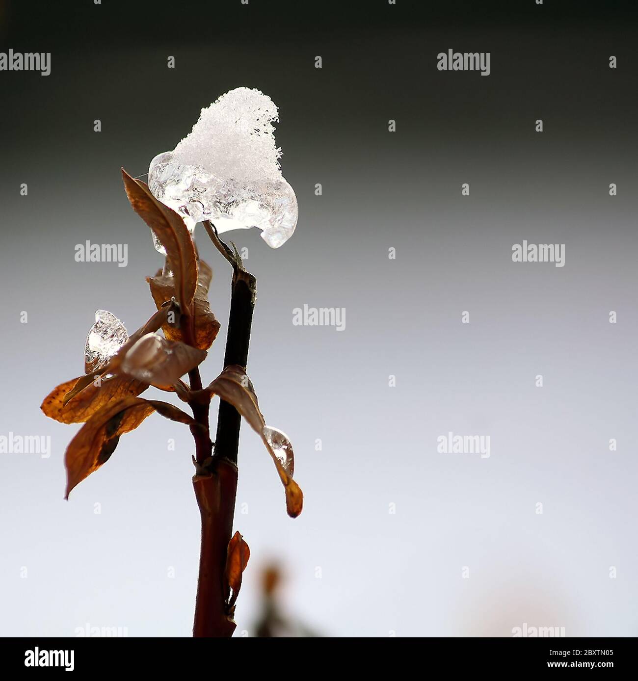 frozen plant with a snow and ice cap Stock Photo - Alamy