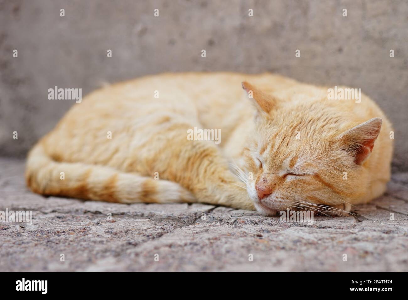 Homeless ginger cat sleep on a stone floor outdoors in a summer day ...