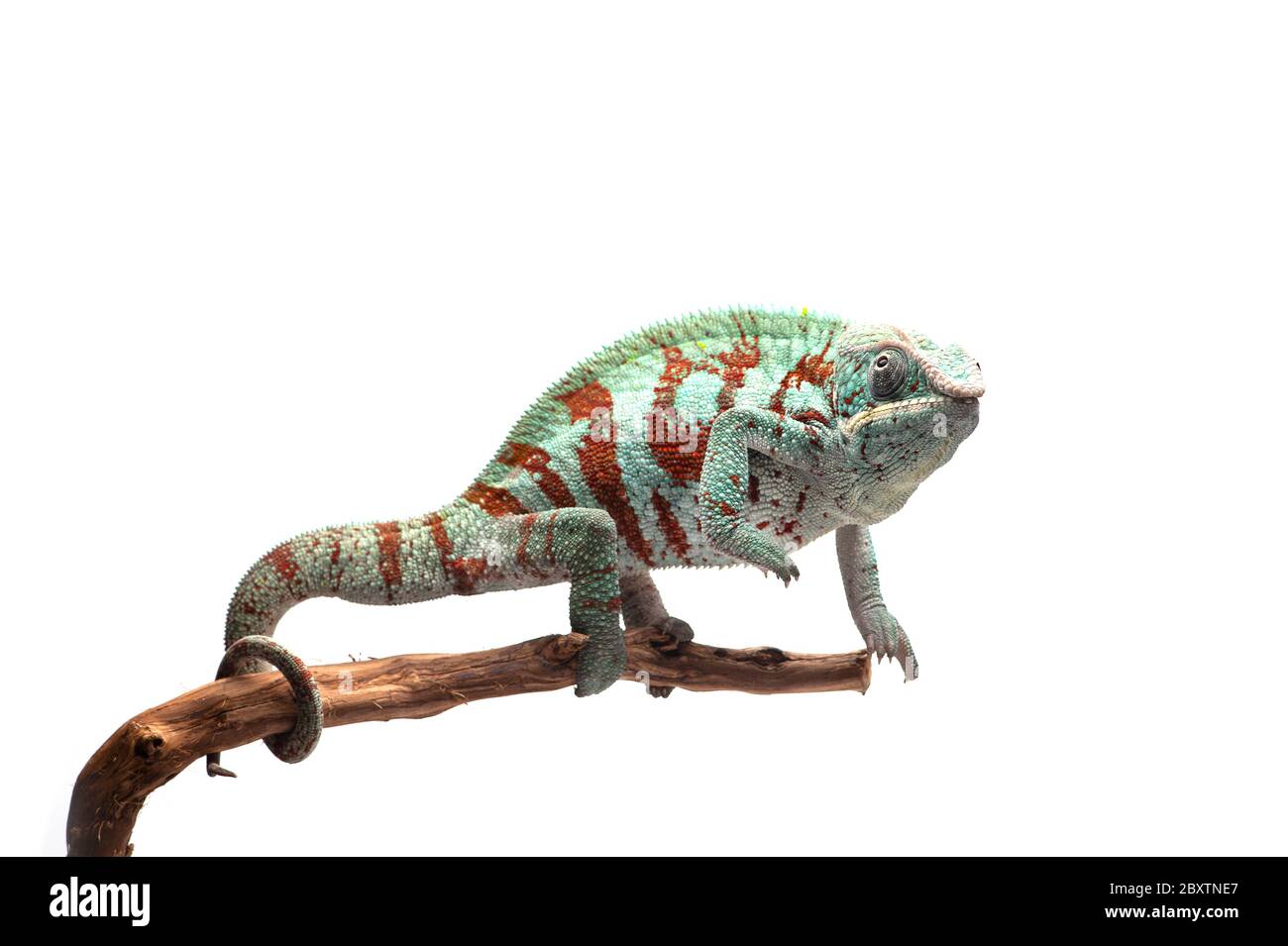Panther Chameleon Lizard