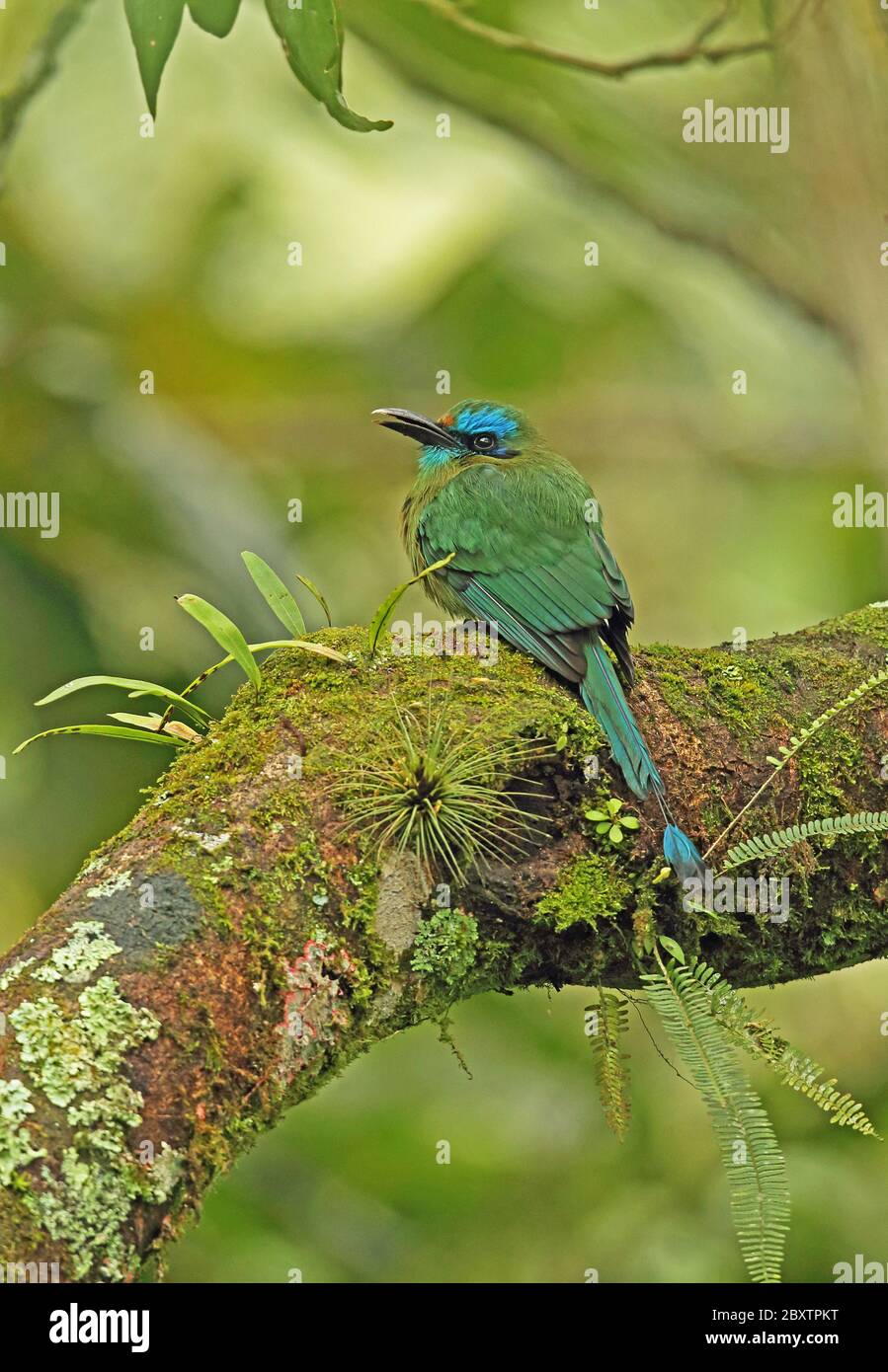Keel-billed Motmot (Electron carinatum) adult perched on branch Panacam ...