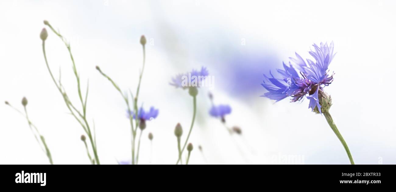blurred beautiful blooming cornflowers isolated on white background ...