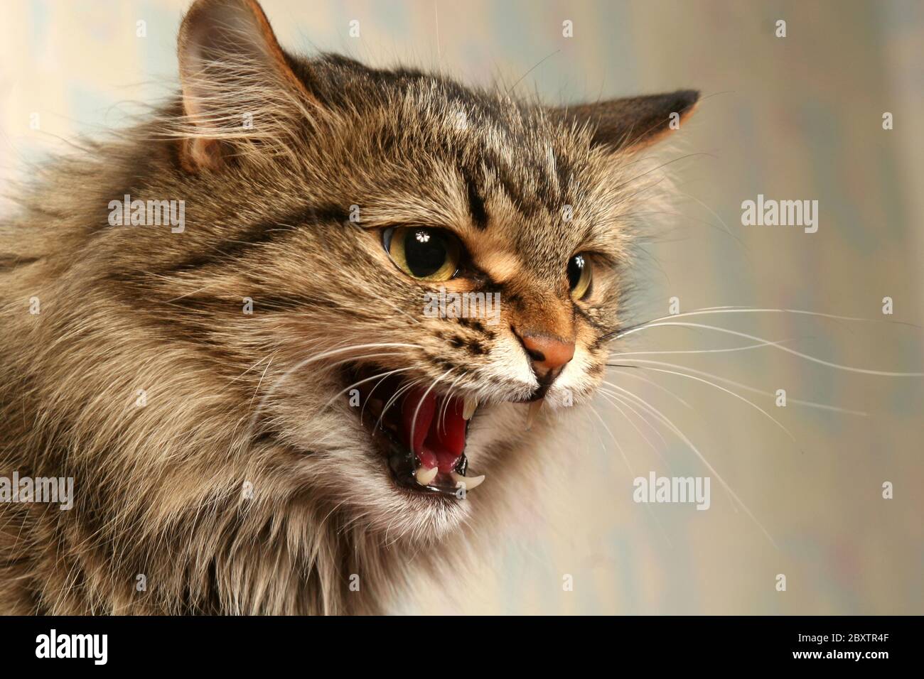 Mau cat face hi-res stock photography and images - Alamy