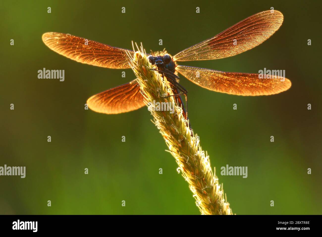 Banded Darter Dragonfly Stock Photo - Alamy