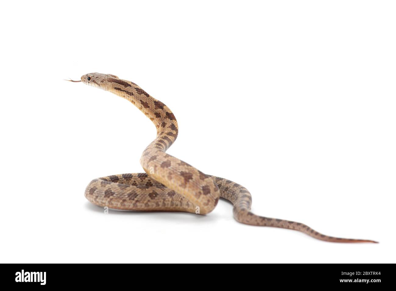 The Beauty rat snake attack pose isolated on white background Stock ...