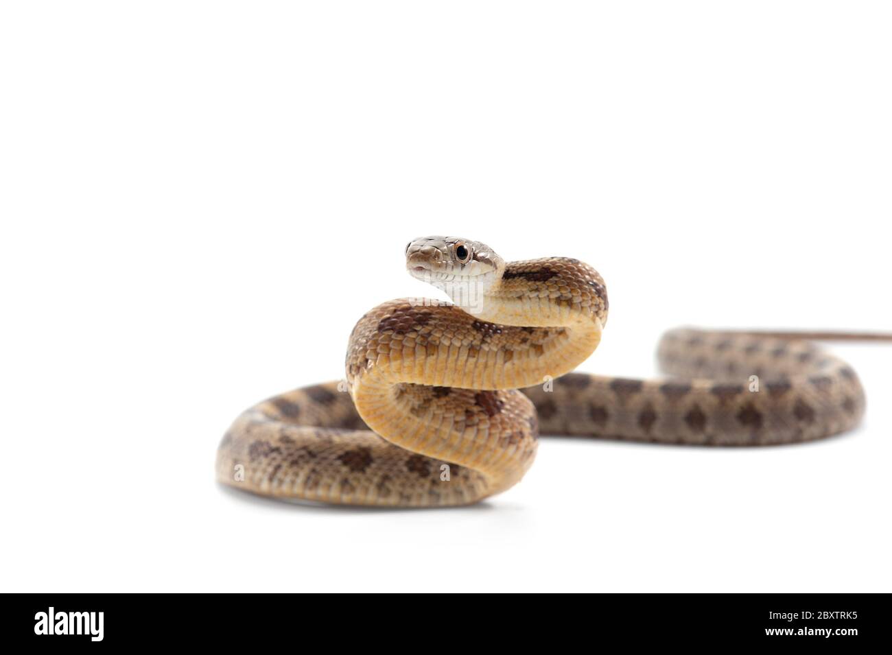 The Beauty rat snake attack pose isolated on white background Stock ...