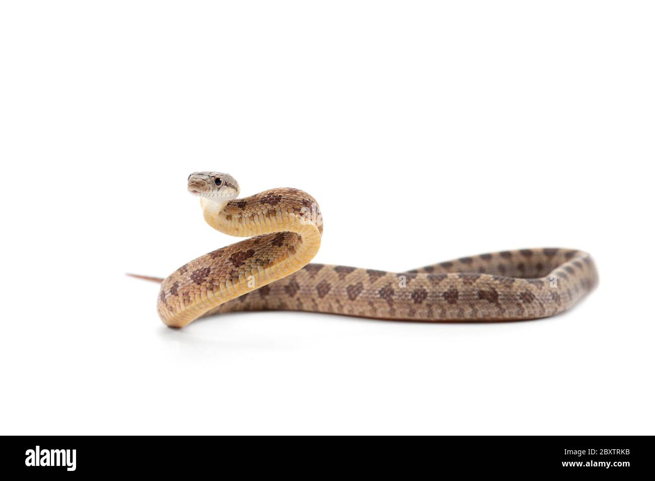 The Beauty rat snake attack pose isolated on white background Stock ...