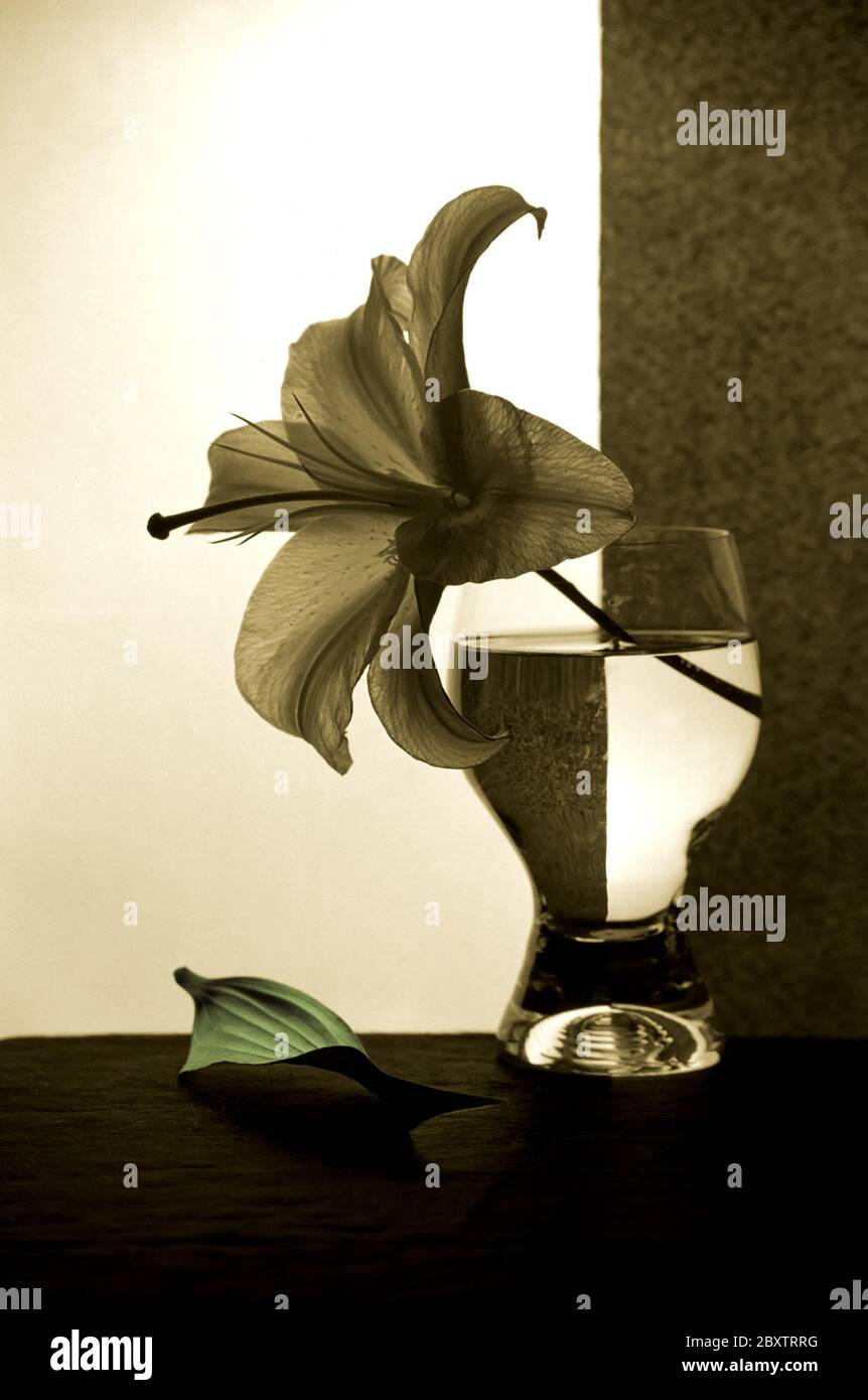 Lily collection hi-res stock photography and images - Alamy
