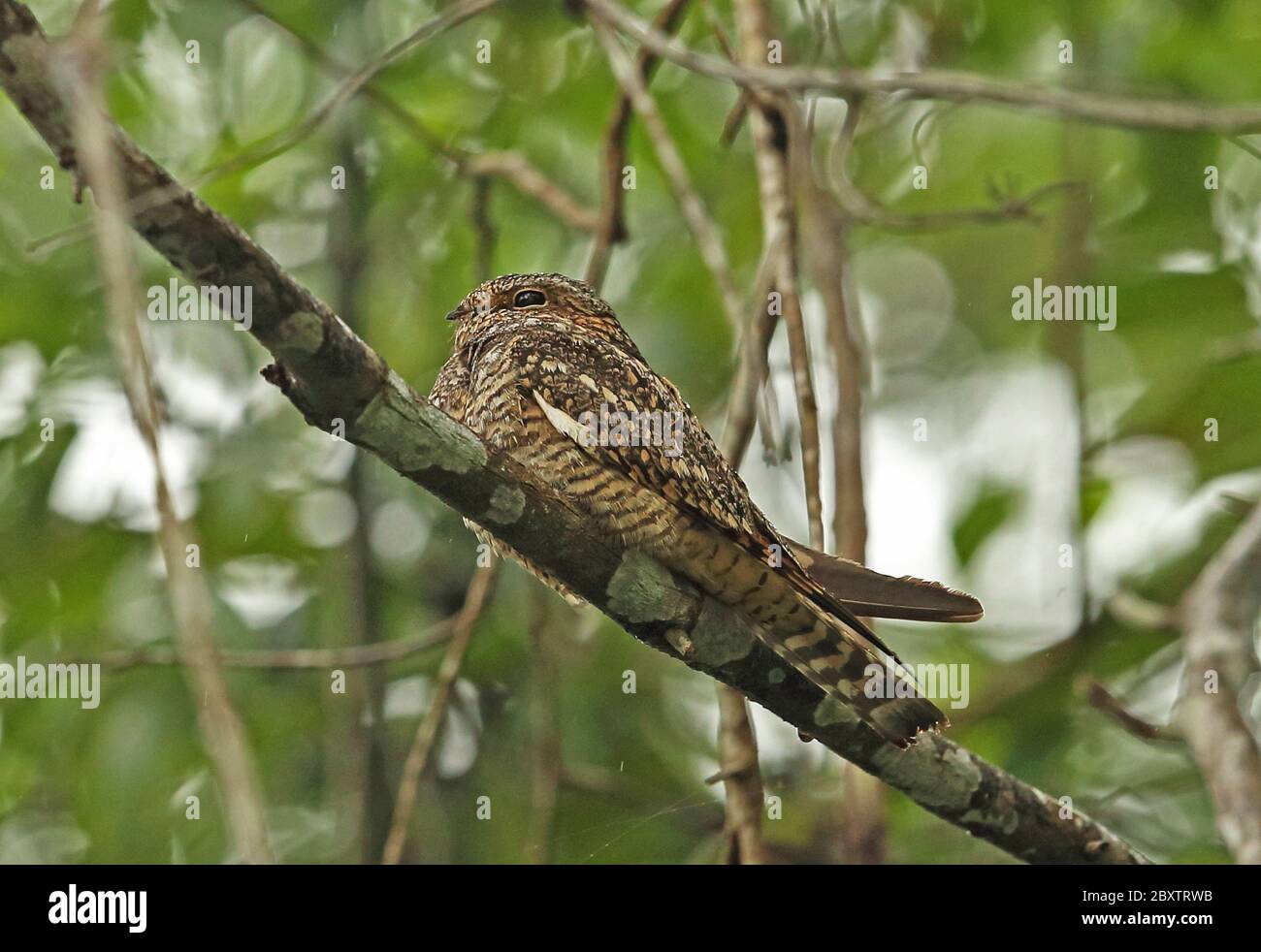 Lesser Nighthawk (Chordeiles acutipennis) adult roosting on branch ...