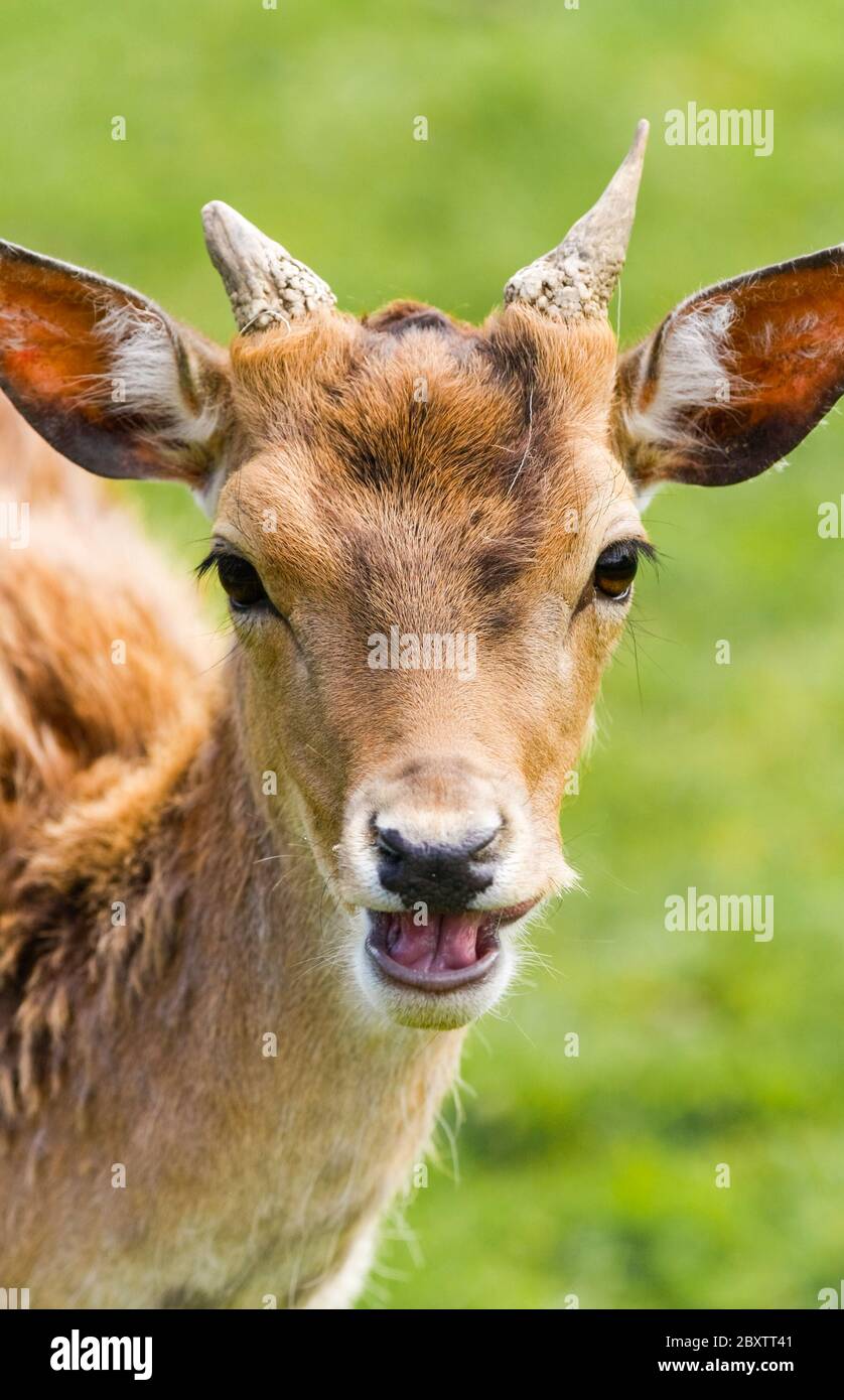 Juvenile Deer High Resolution Stock Photography and Images - Alamy
