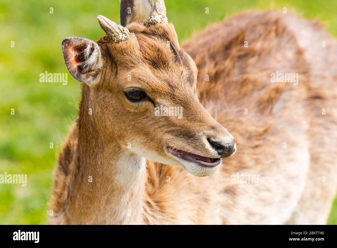Juvenile Deer High Resolution Stock Photography and Images - Alamy