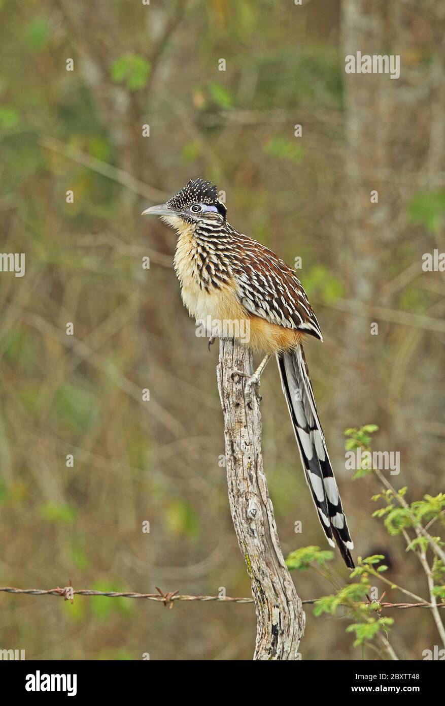 Velox hi-res stock photography and images - Alamy