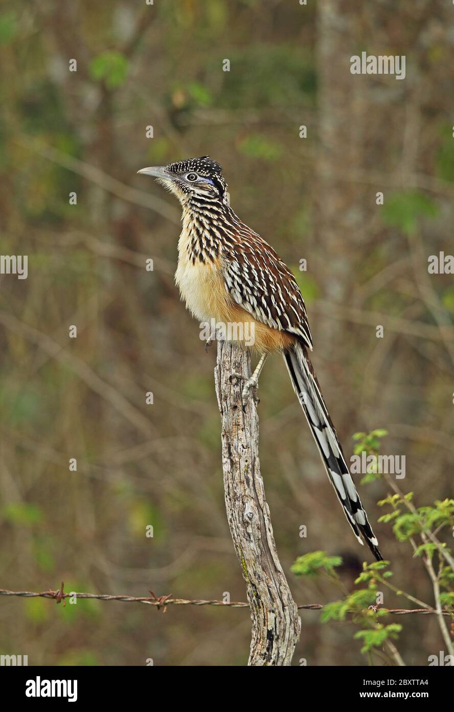Lesser Roadrunner Geococcyx Velox High Resolution Stock Photography and ...