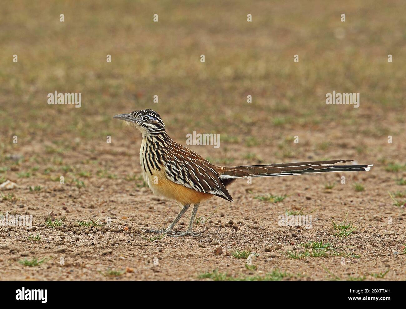 Adult roadrunner hi-res stock photography and images - Alamy