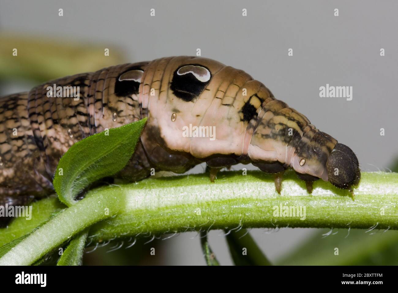 Hawk-moth Elephant Hawk Caterpillar elpenor Stock Photo - Alamy