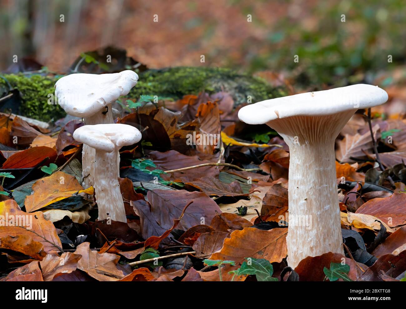 Trooping funnel toadstool fungus Clitocybe geotropa in beech woodland ...