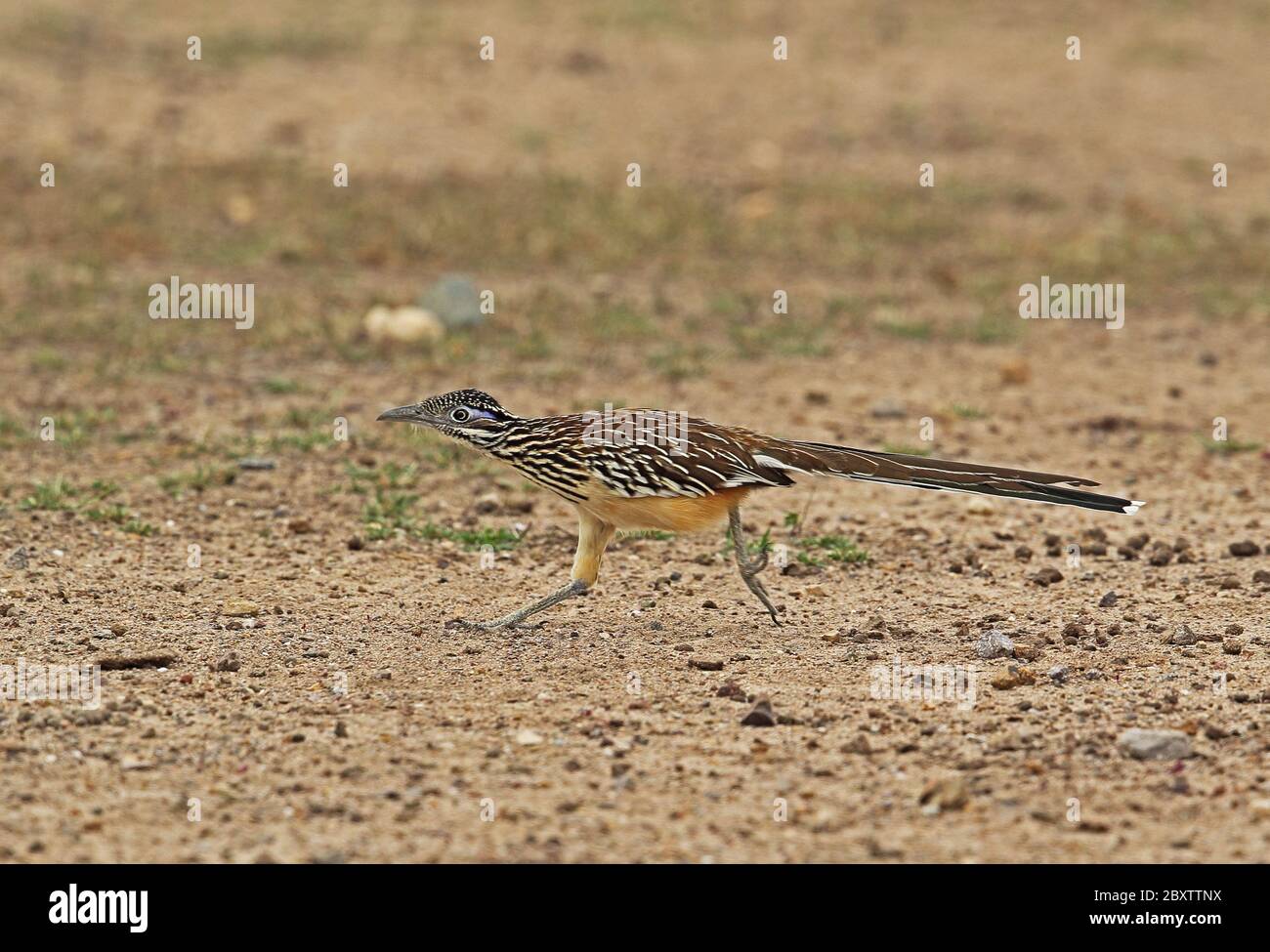 Adult roadrunner hi-res stock photography and images - Alamy