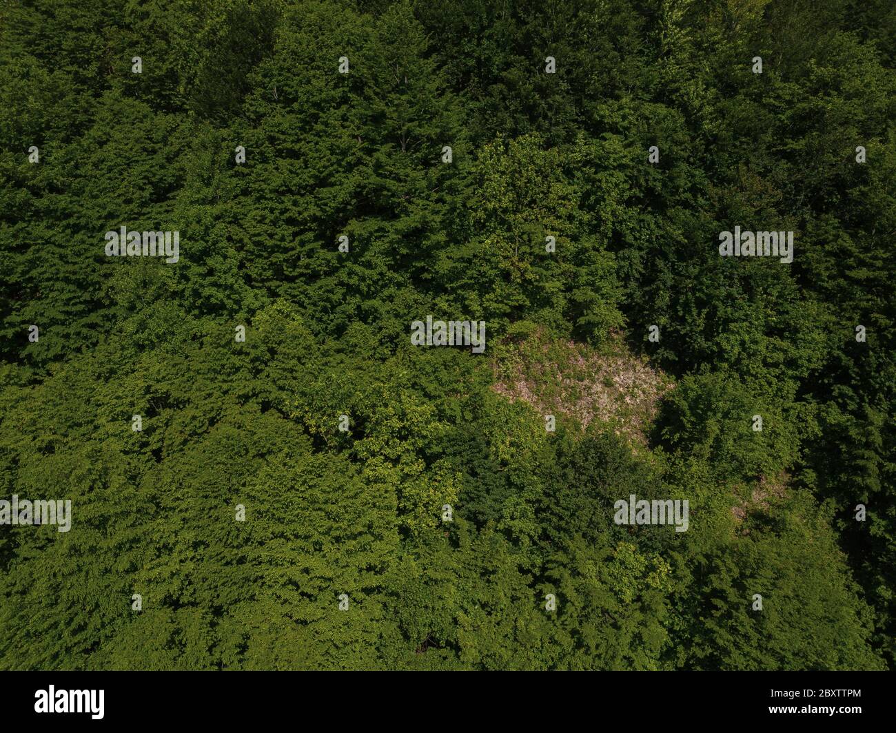 Aerial top view of summer green trees in forest background, Caucasus ...